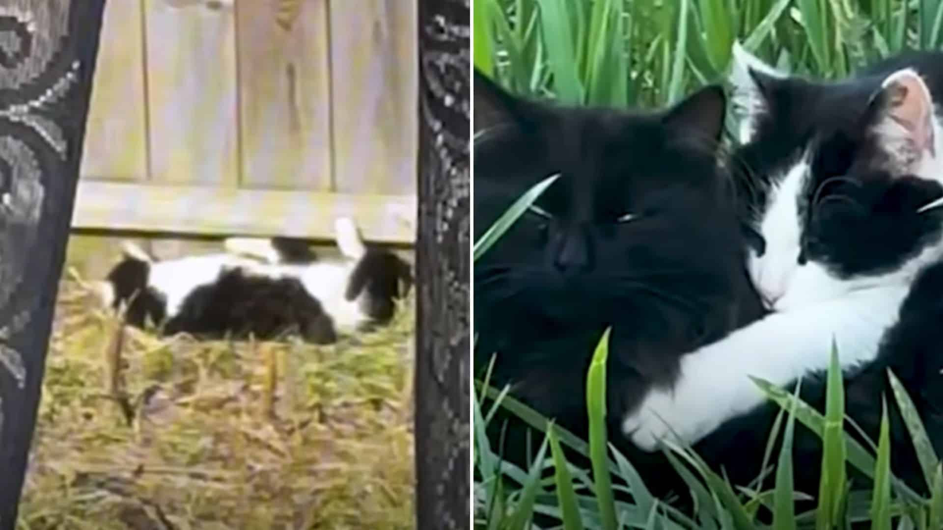 Two Stray Cats Found a Home in the Most Unexpected Way