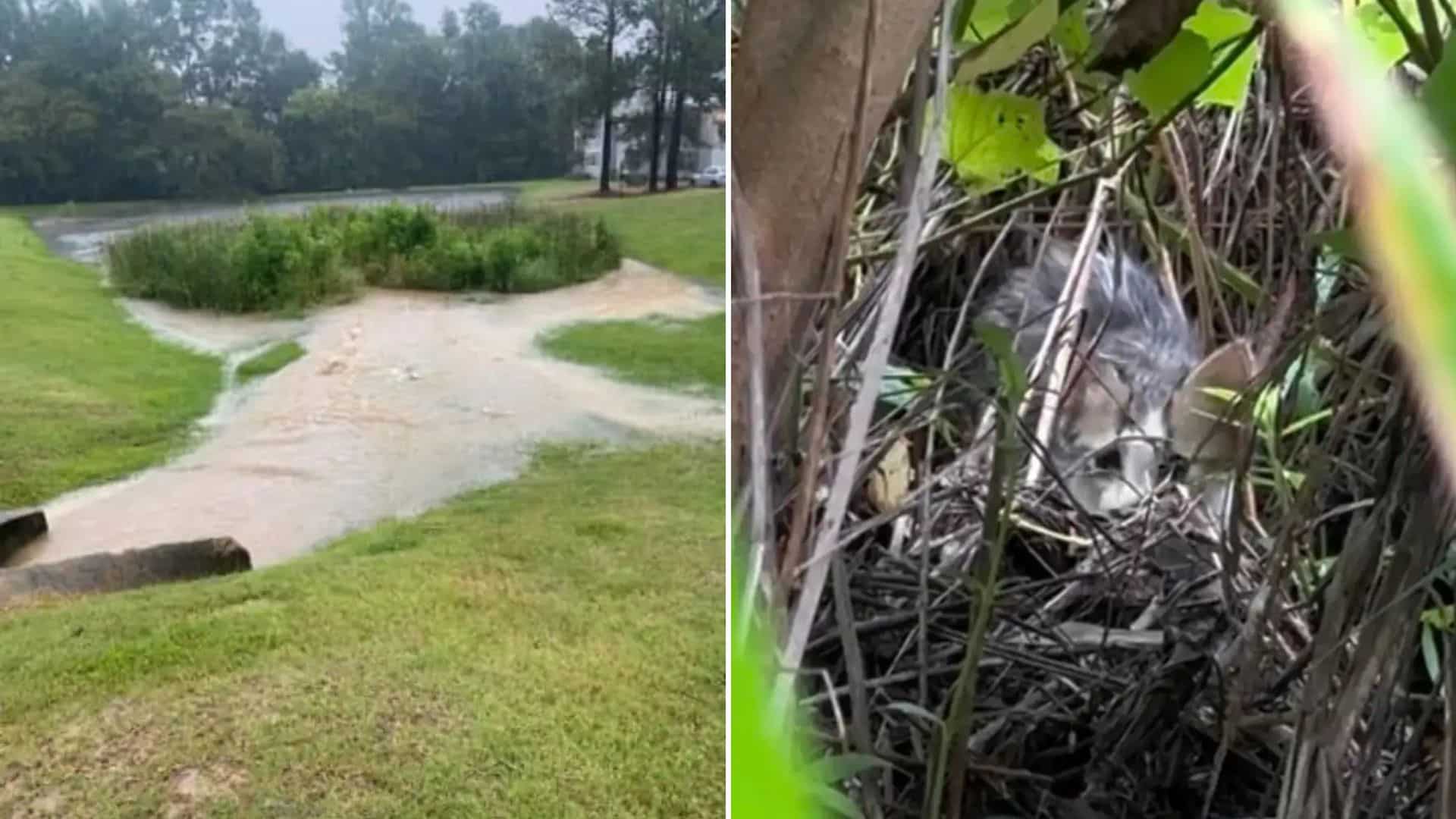 Mississippi Rescuers Battle Rising Waters to Save Kitten in Flooded Marsh
