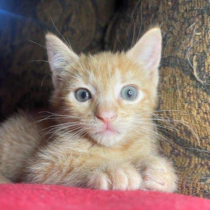 Discover How Hashbrown the Kitten Redefined What It Means to Be a ...
