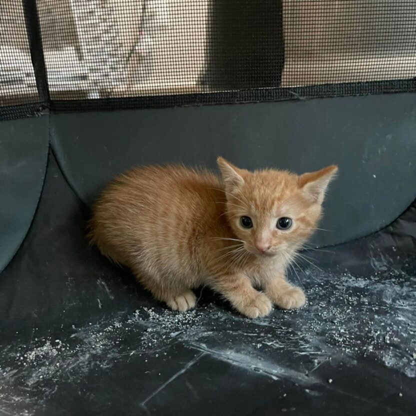 Discover How Hashbrown the Kitten Redefined What It Means to Be a ...